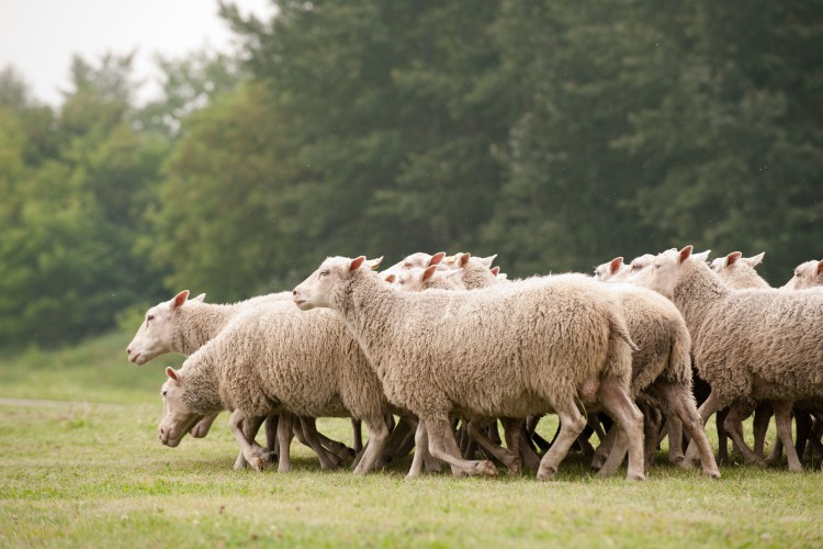 The Sheep Are Coming! - Fort Heritage Precinct